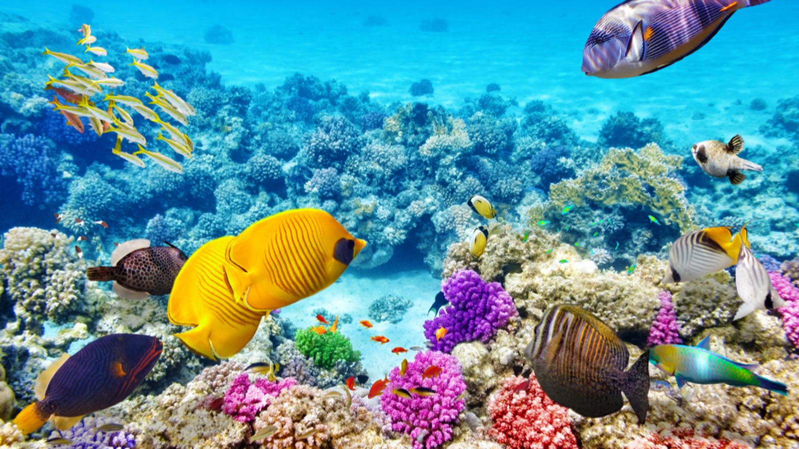 Brisbane Reef Adventure Cruise (2028) - Travel at 60