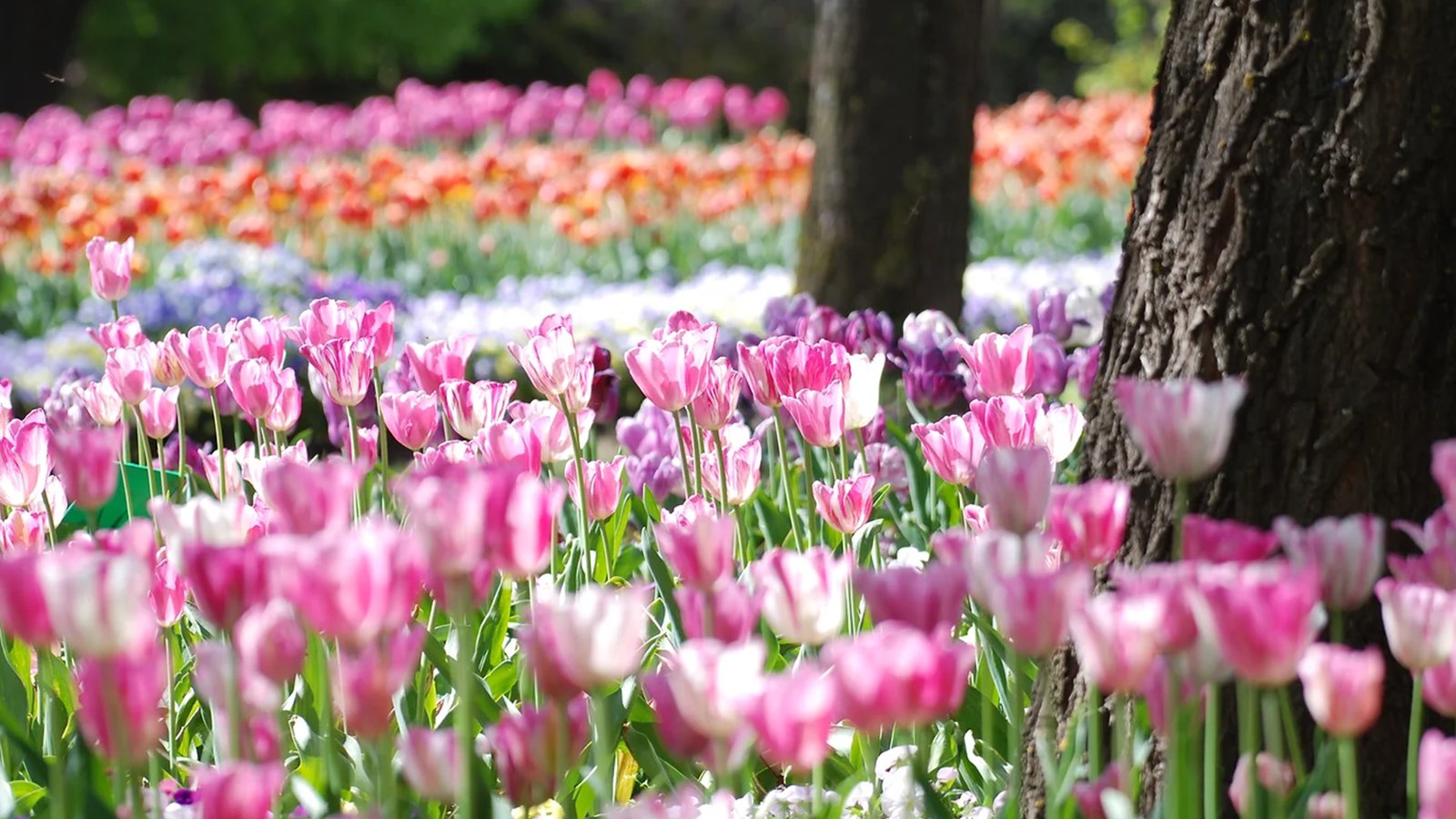 Explore Floriade, Tulip Top Gardens and the Highlights of Canberra ...