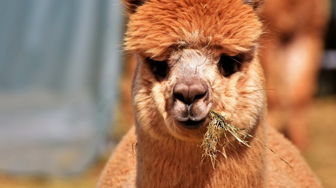 Treasures of Peru: Amazon to Machu Picchu - Travel at 60